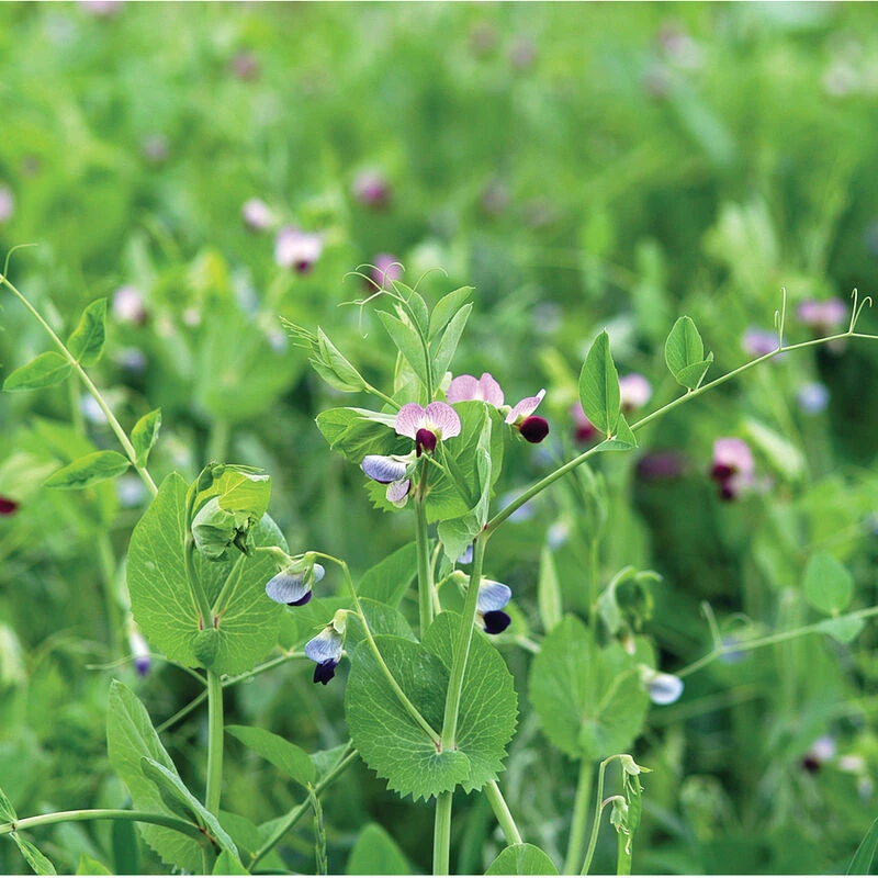Florabound Sales Guarantees Quality and Value - Discover Our Field Peas ...